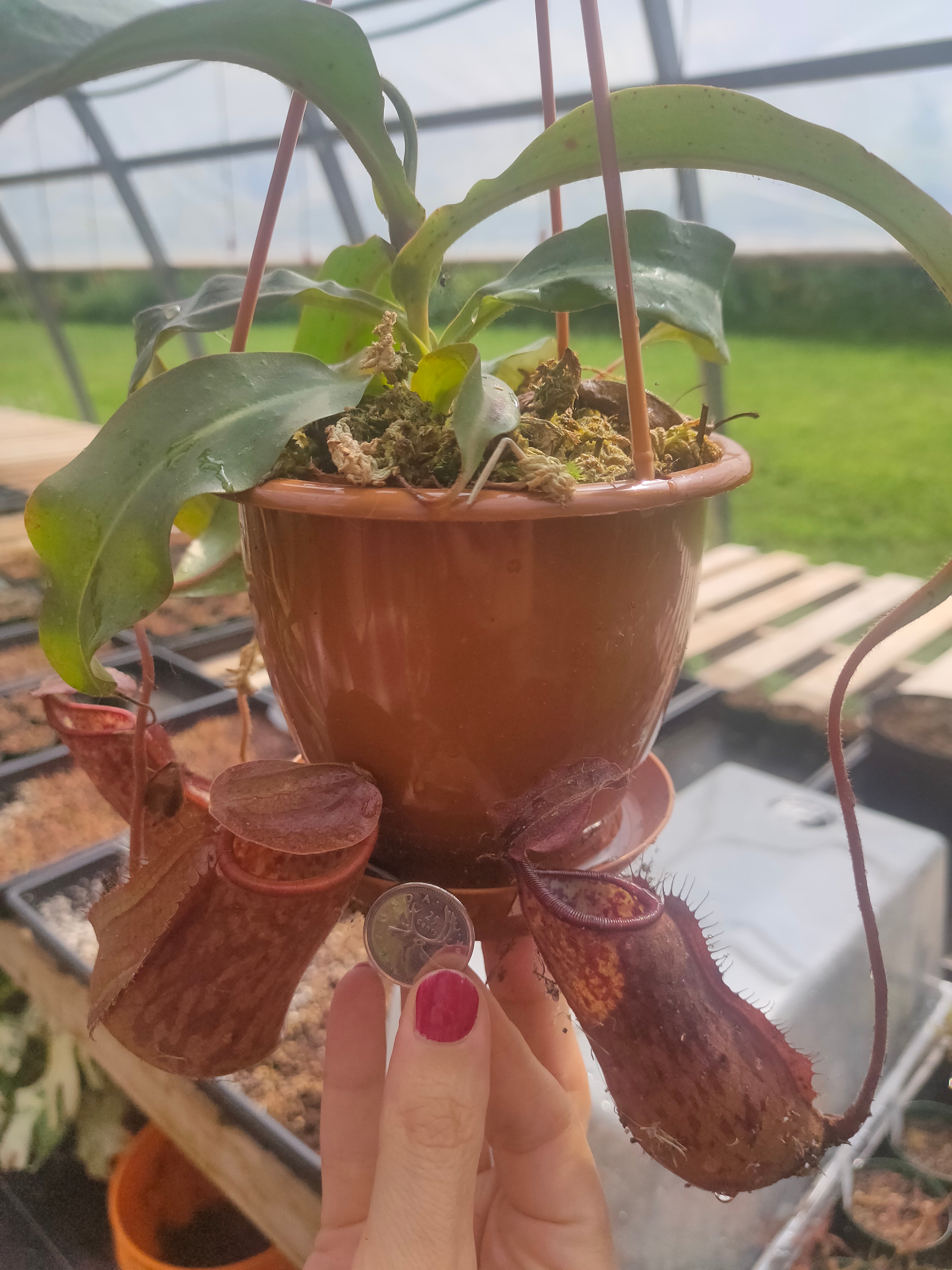 Buy Perennial & Tropical Plants For Sale – Ferri Seeds