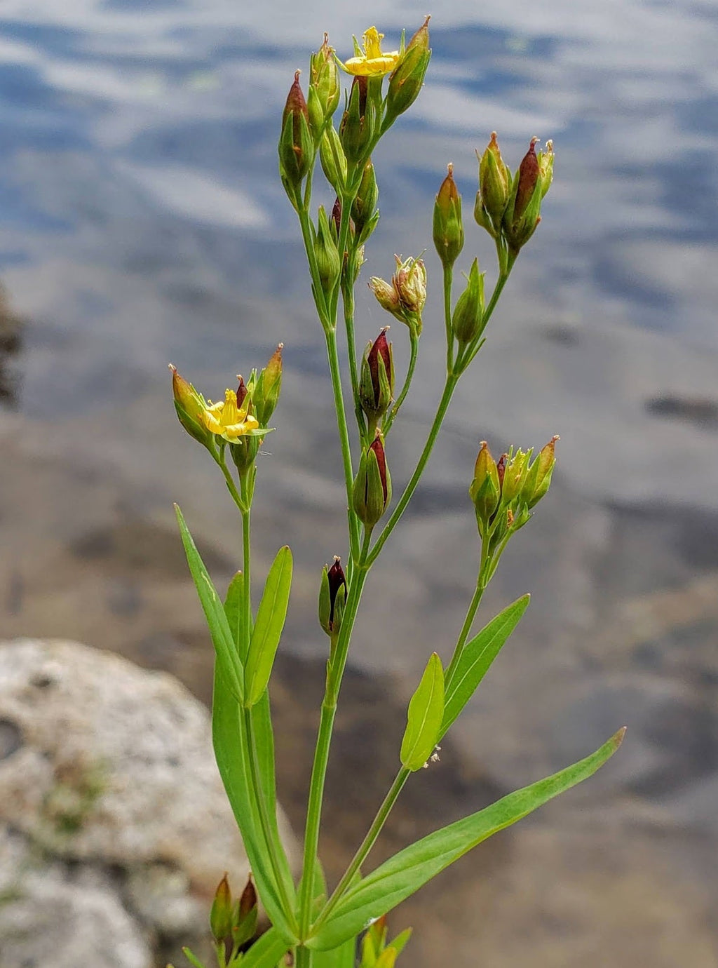 Hypericum majus GREATER CANADA ST. JOHN'S WORT – Ferri Seeds