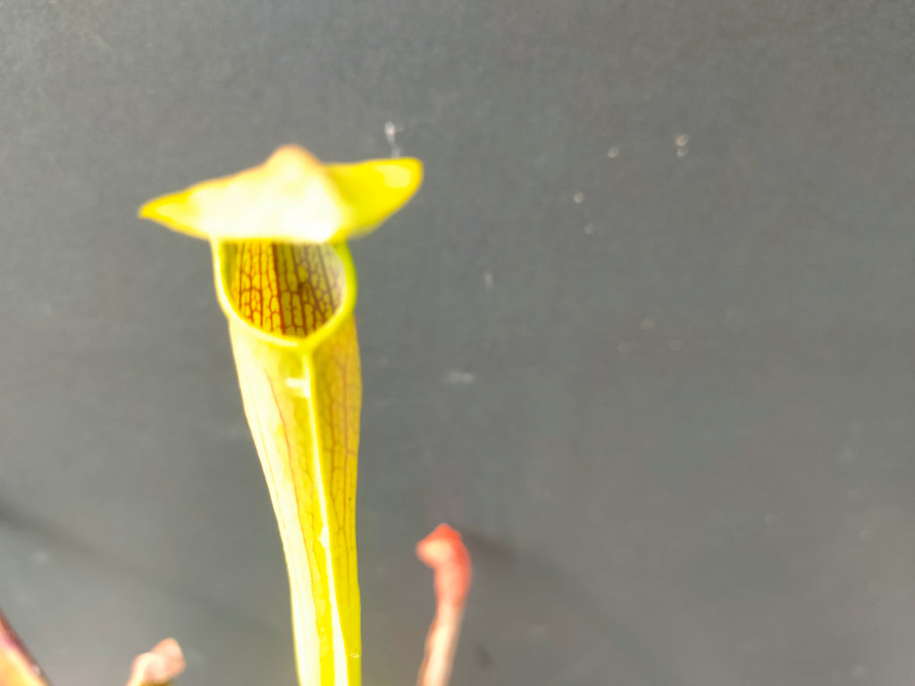Sarracenia alata PITCHER PLANT YELLOW – Ferri Seeds