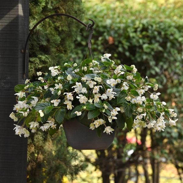 Begonia coccinea BEGONIA WHITE DRAGON WING ANGEL WING – Ferri Seeds
