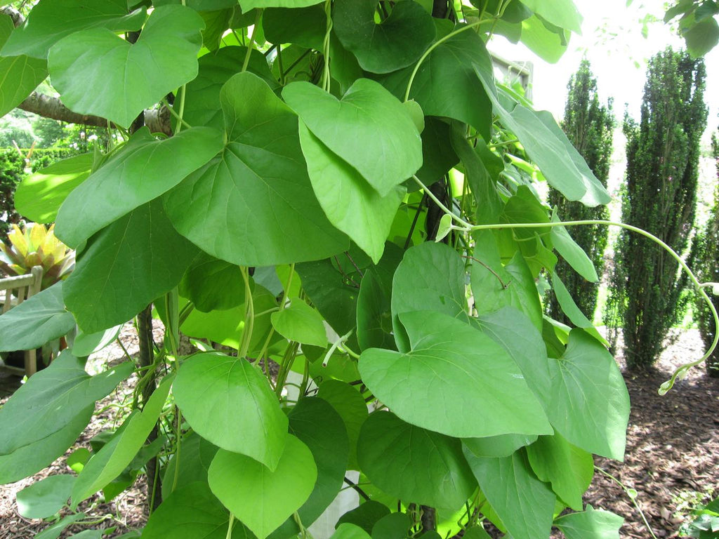 Aristolochia grandiflora DUTCHMAN'S PIPE VINE – Ferri Seeds