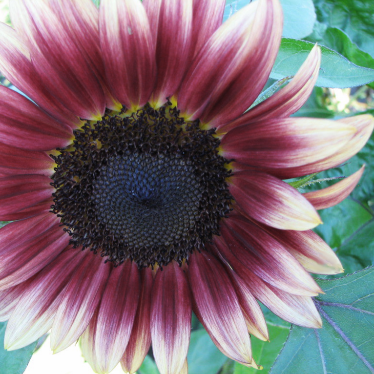 Helianthus annuus SUNFLOWER 'CHERRY ROSE' – Ferri Seeds