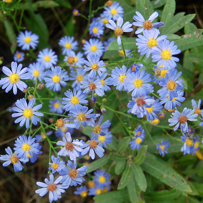 Aster azureus, Symphyotrichum oolentangiense SKY BLUE ASTER – Ferri Seeds