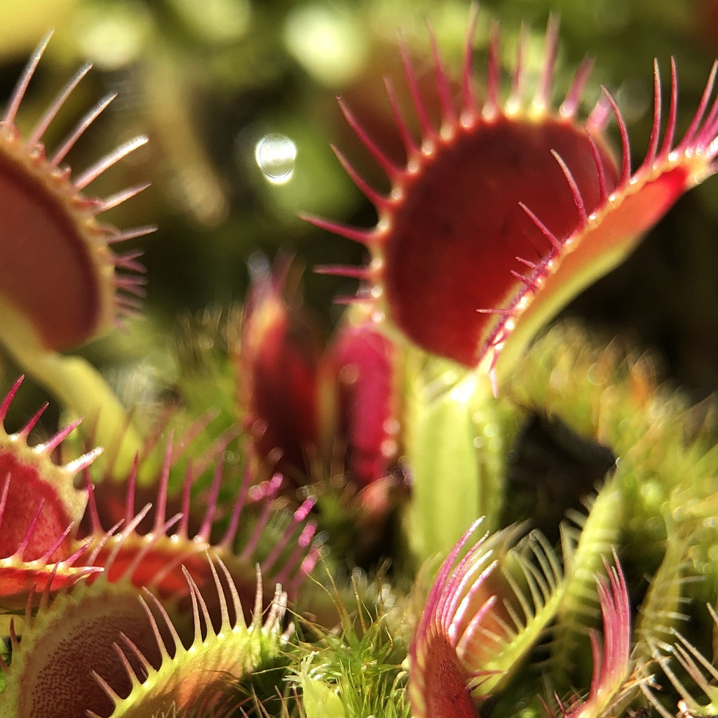 Dionaea muscipula VENUS FLYTRAP 'BIMBO' (Long Lashes) – Ferri Seeds