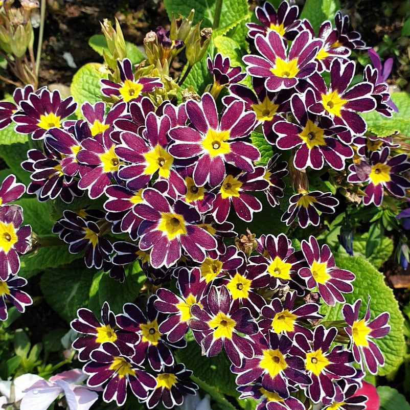 PRIMROSE SILVER PACE PURPLE Primula vulgaris – Ferri Seeds