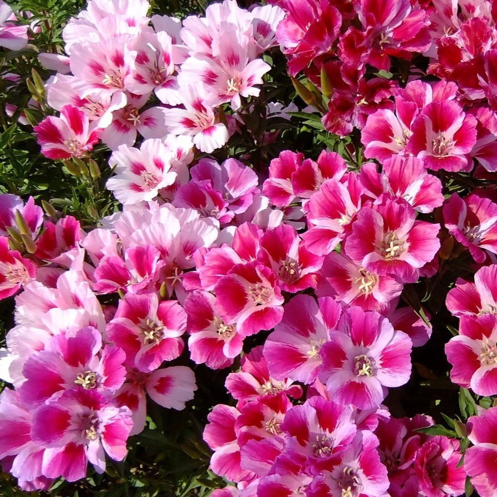 GODETIA MIX Godetia grandiflora – Ferri Seeds