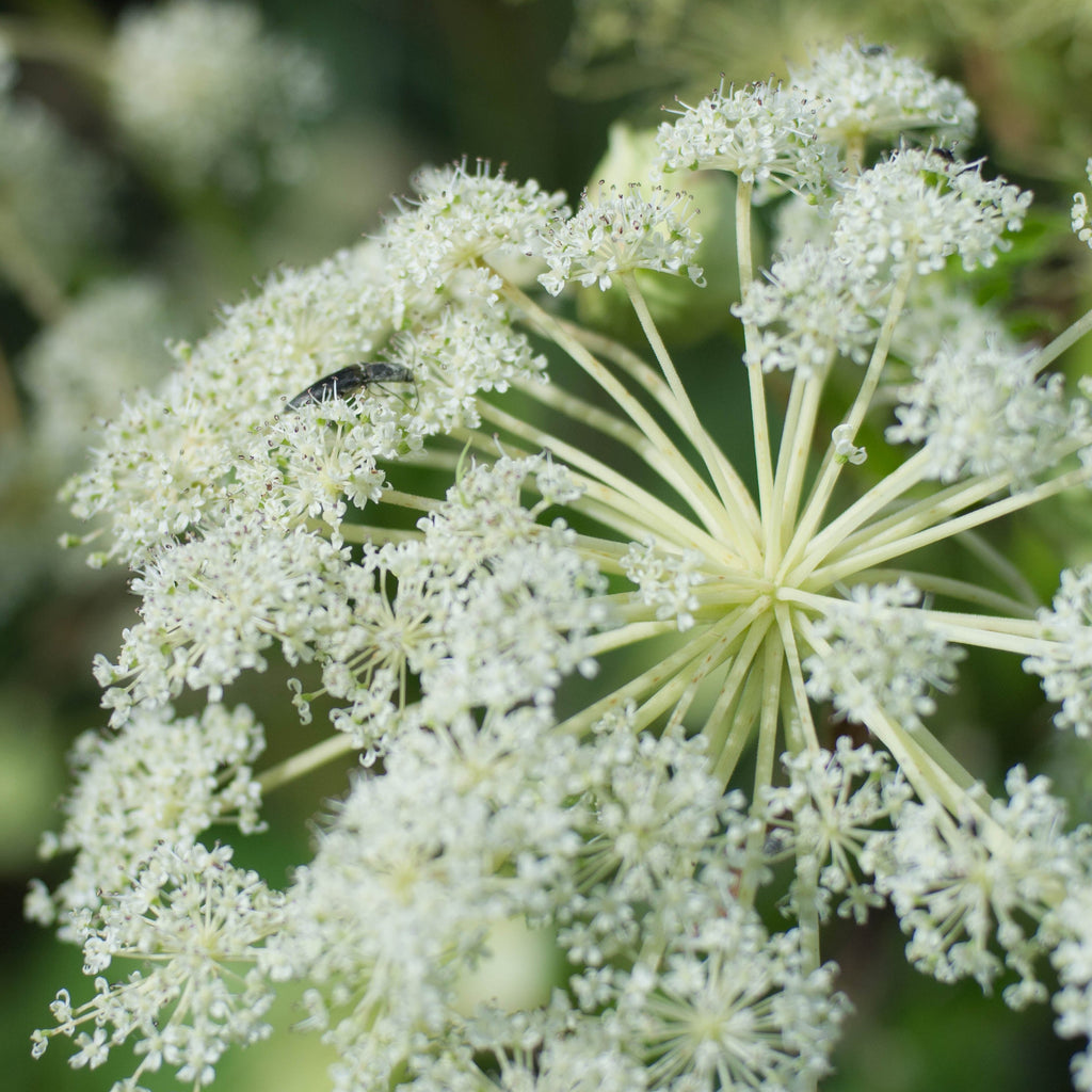 Angelica dahurica BAI ZHI, DAHURIAN ANGELICA – Ferri Seeds