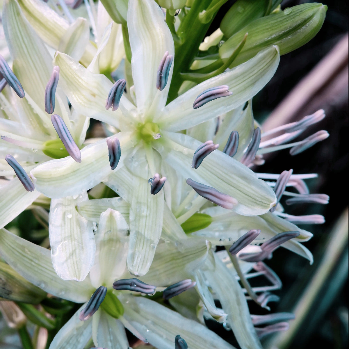 WHITE CAMAS Camassia leichtlinii alba – Ferri Seeds