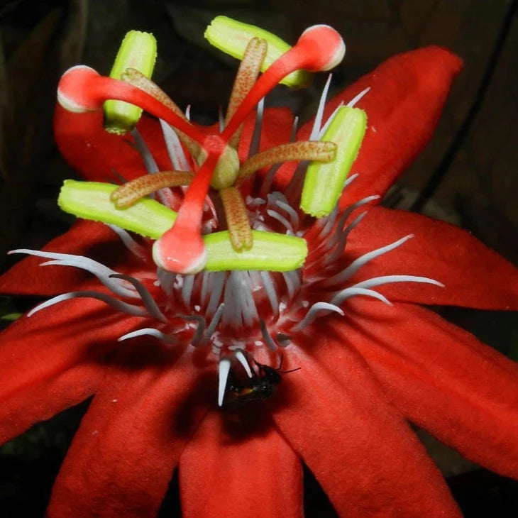Passiflora Vitifolia Red Passion Vine Ferri Seeds 2745