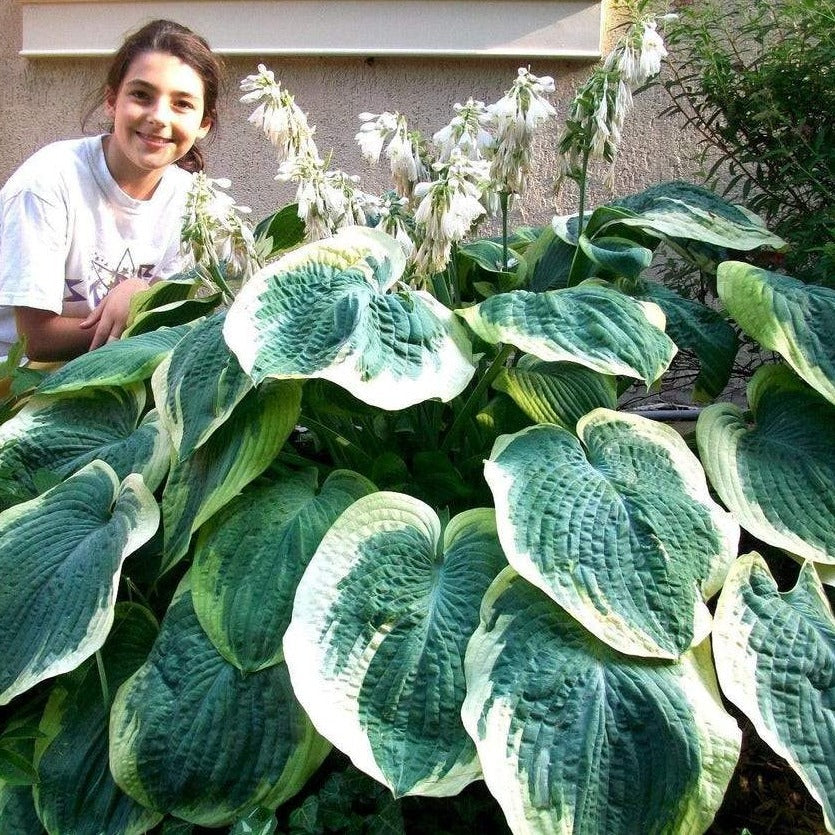 Hosta GIANT HOSTA MIX – Ferri Seeds