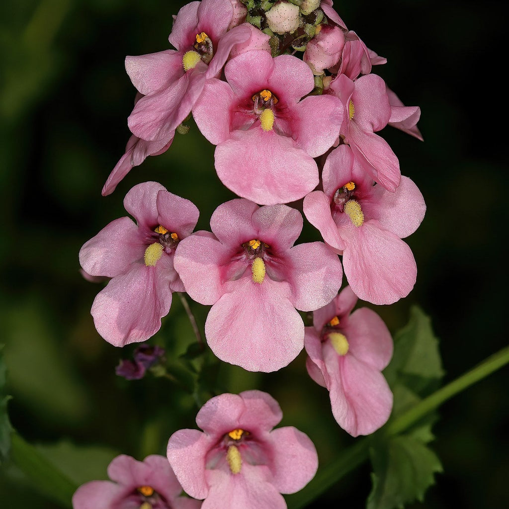 DIASCIA 'PINK QUEEN' Diascia barbarae – Ferri Seeds