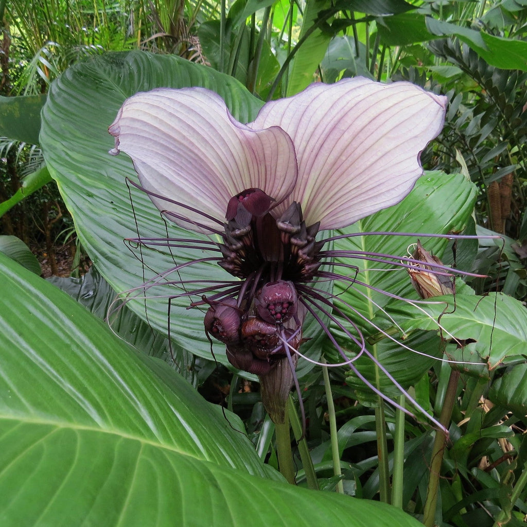 Tacca intergrifolia WHITE BAT PLANT – Ferri Seeds