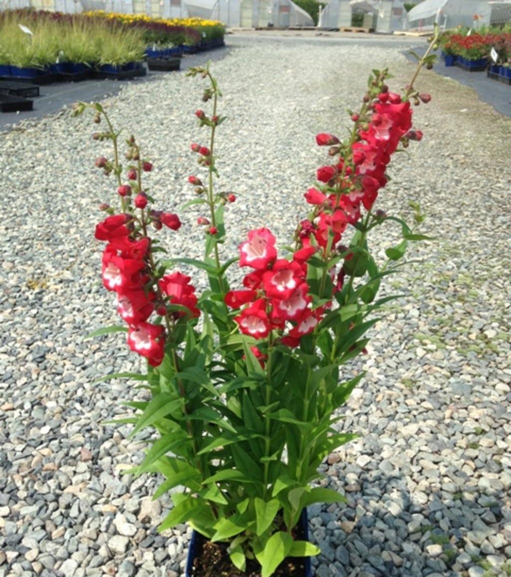 Penstemon SUNBURST RUBY BEARDTONGUE – Ferri Seeds