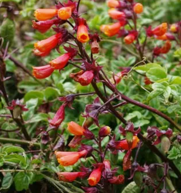 CHILEAN GLORY VINE 'BLOOD RED' Eccremocarpus scaber – Ferri Seeds