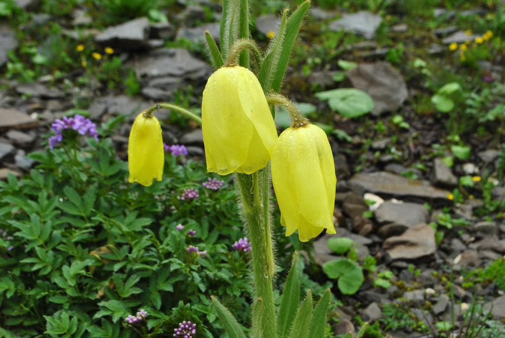 Meconopsis intergrifolia YELLOW HIMALAYAN POPPY – Ferri Seeds