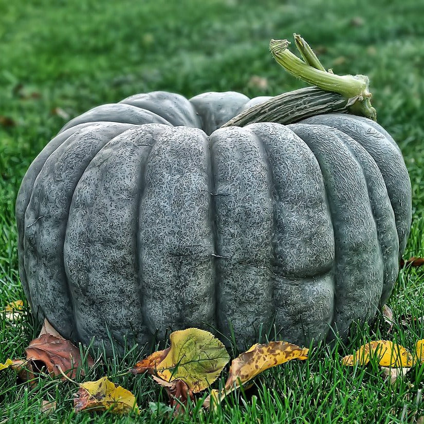 QUEENSLAND BLUE PUMPKIN Jarrahdale cucurbita – Ferri Seeds