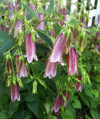 SPOTTED BELLFLOWER, PINK CHIMES Campanula punctata nana – Ferri Seeds