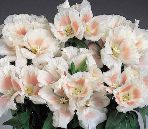 Clarkia amoena GODETIA GRACE SHELL PINK – Ferri Seeds