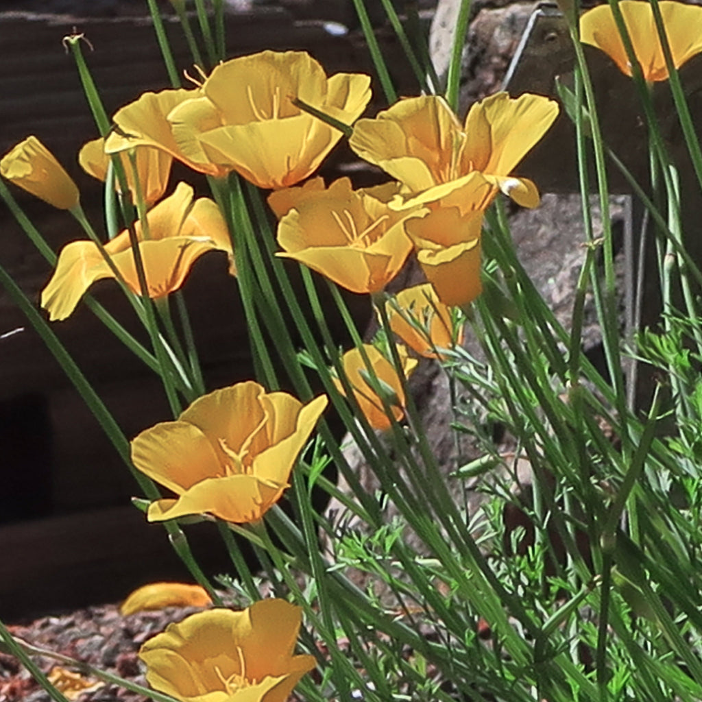 Eschscholzia caespitosa POPPY CALIFORNIA TUFTED YELLOW SUNDEW – Ferri Seeds