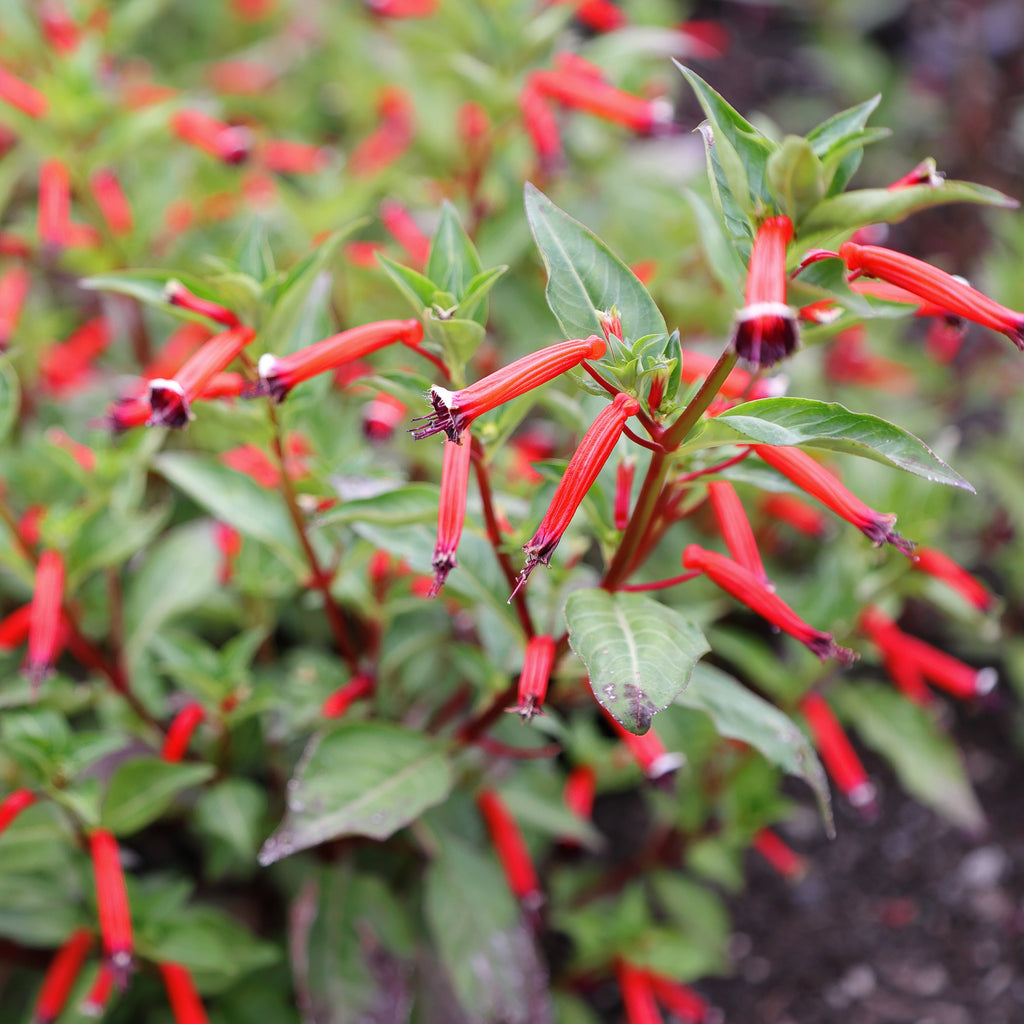Cuphea ignea CUPHEA 'COAN SCARLET', CIGAR PLANT – Ferri Seeds
