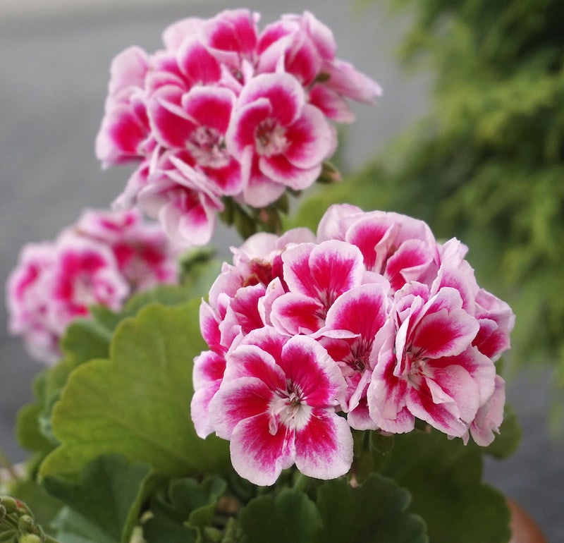 GERANIUM ZONAL MIX Pelargonium – Ferri Seeds