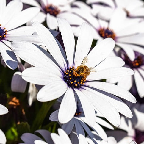 Dimorphotheca sinuata AFRICAN DAISY WHITE – Ferri Seeds