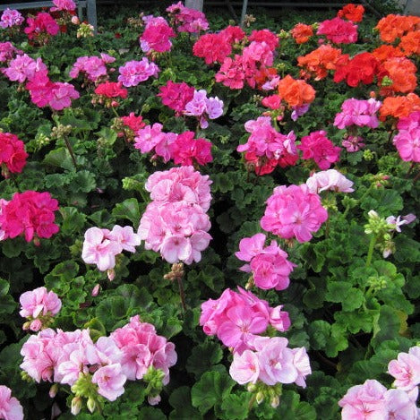 GERANIUM ZONAL MIX Pelargonium – Ferri Seeds