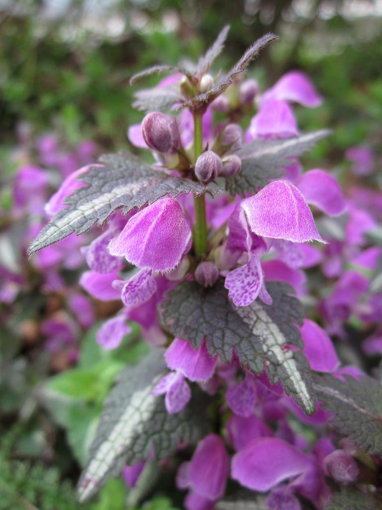 Lamium maculatum SPOTTED DEAD-NETTLE – Ferri Seeds