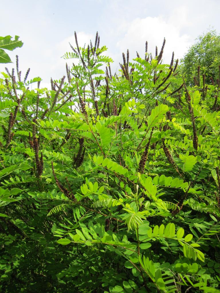 Amorpha fruticosa FALSE INDIGO – Ferri Seeds