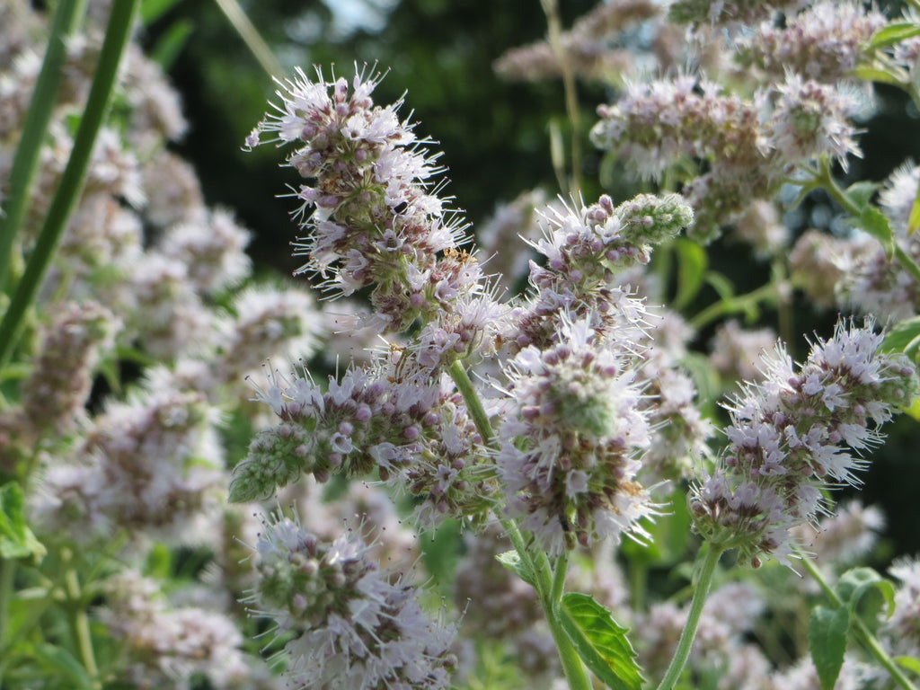 Mentha suaveolens APPLE MINT, PINEAPPLE WOOLLY MINT – Ferri Seeds