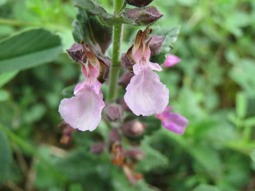 Teucrium chamaedrys WALL GERMANDER – Ferri Seeds