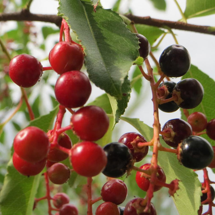 Native Plant Seeds – Page 5 – Ferri Seeds