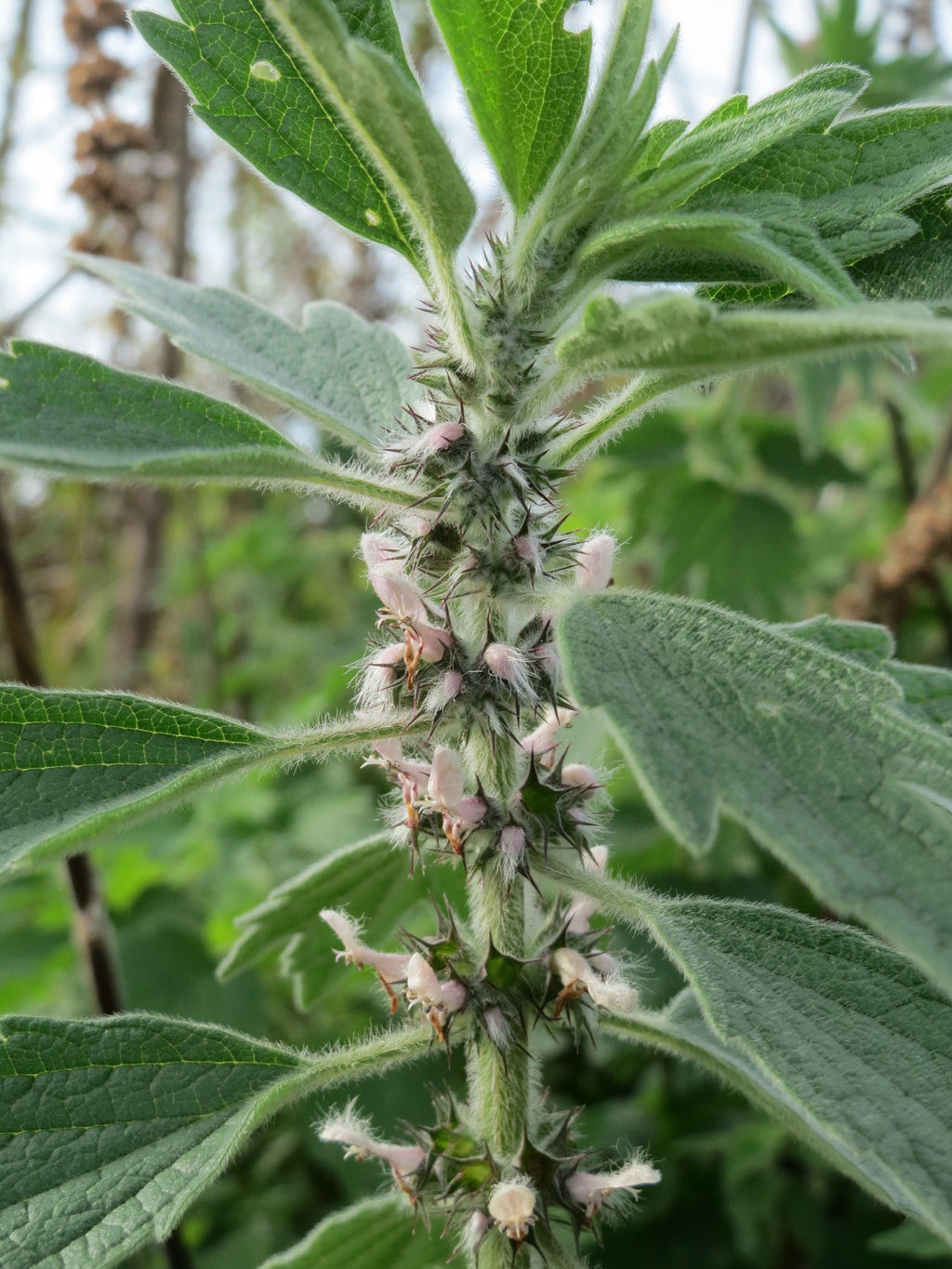 Leonurus cardiaca MOTHERWORT – Ferri Seeds