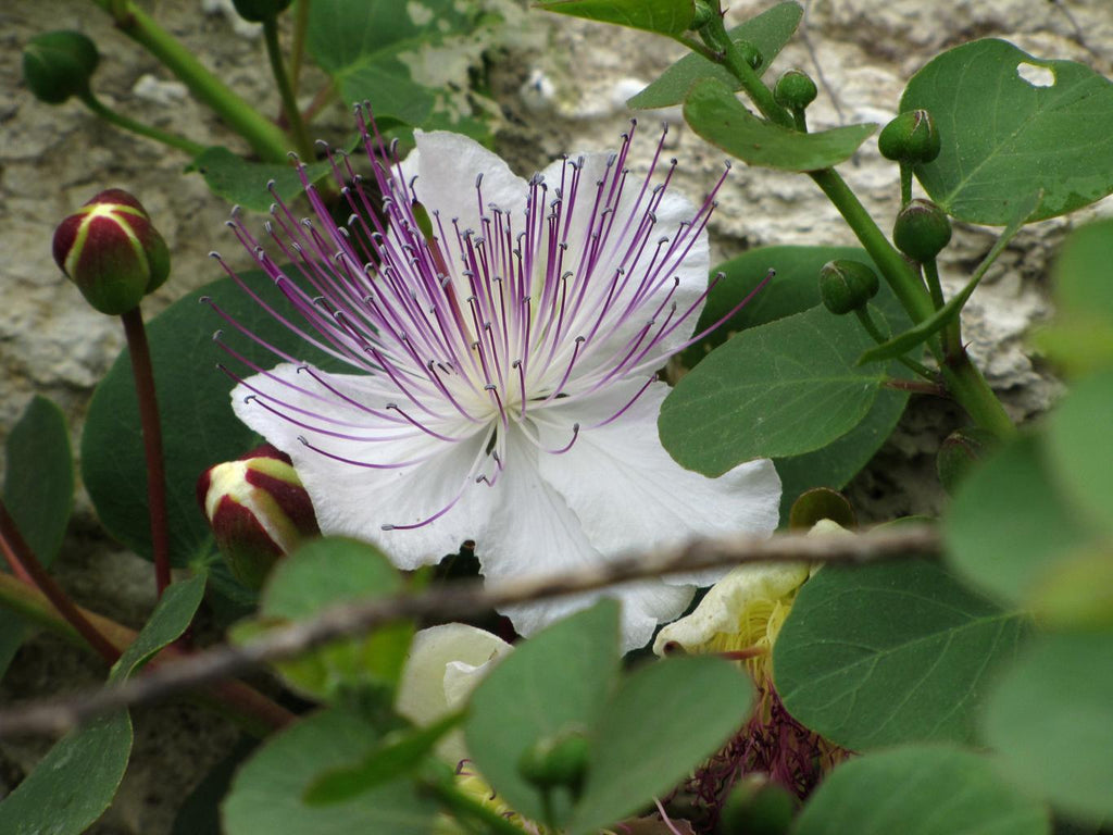 Capparis spinosa SPINELESS CAPER BUSH, FLINDER'S ROSE – Ferri Seeds