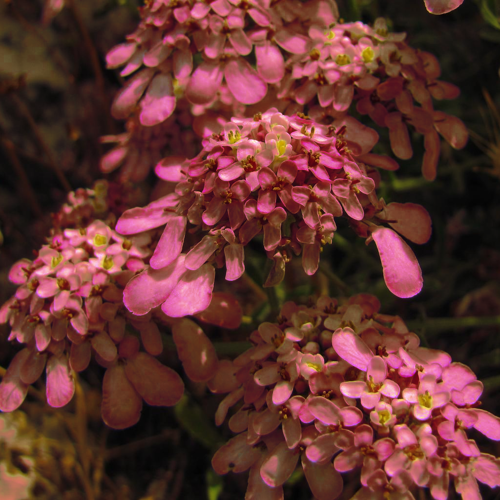 Iberis umbellata CARMINE RED CANDYTUFT – Ferri Seeds