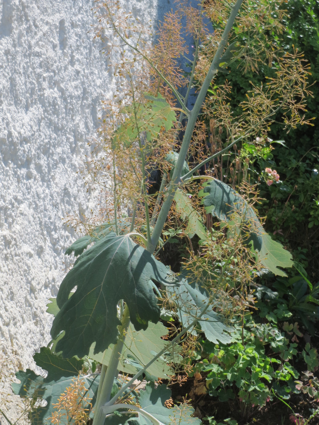 Macleaya cordata PLUME POPPY – Ferri Seeds