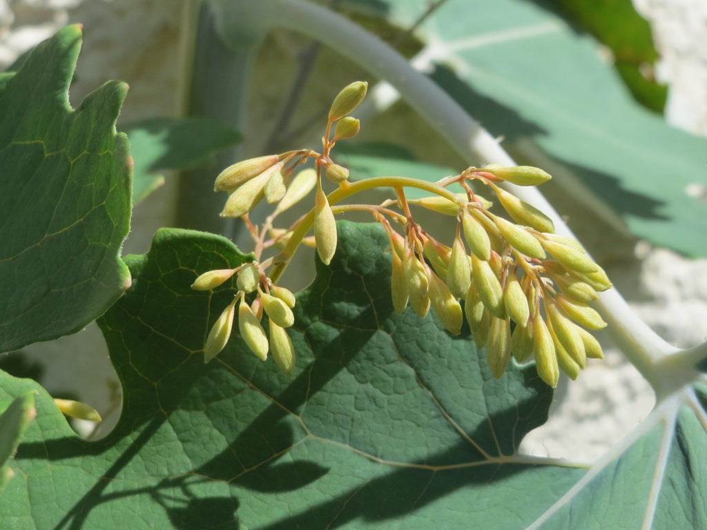 Macleaya cordata PLUME POPPY – Ferri Seeds