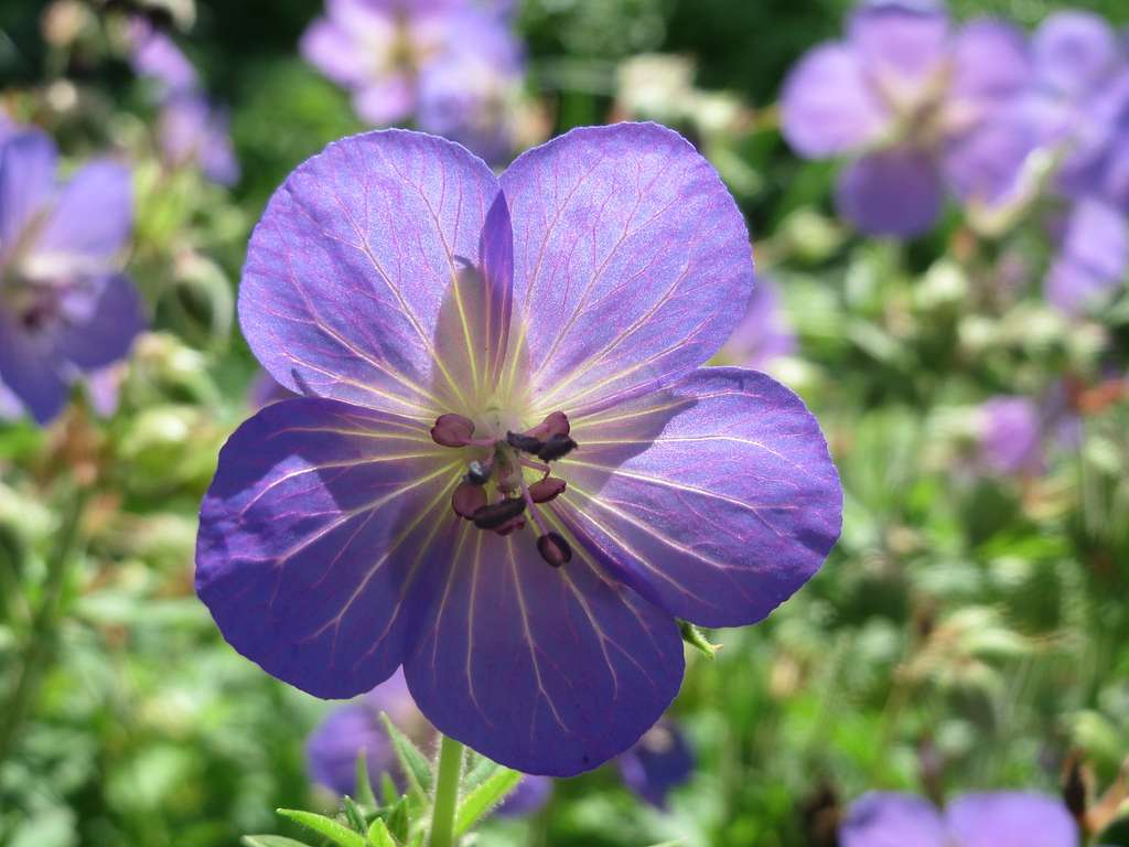 Geranium pratense PERENNIAL GERANIUM – Ferri Seeds