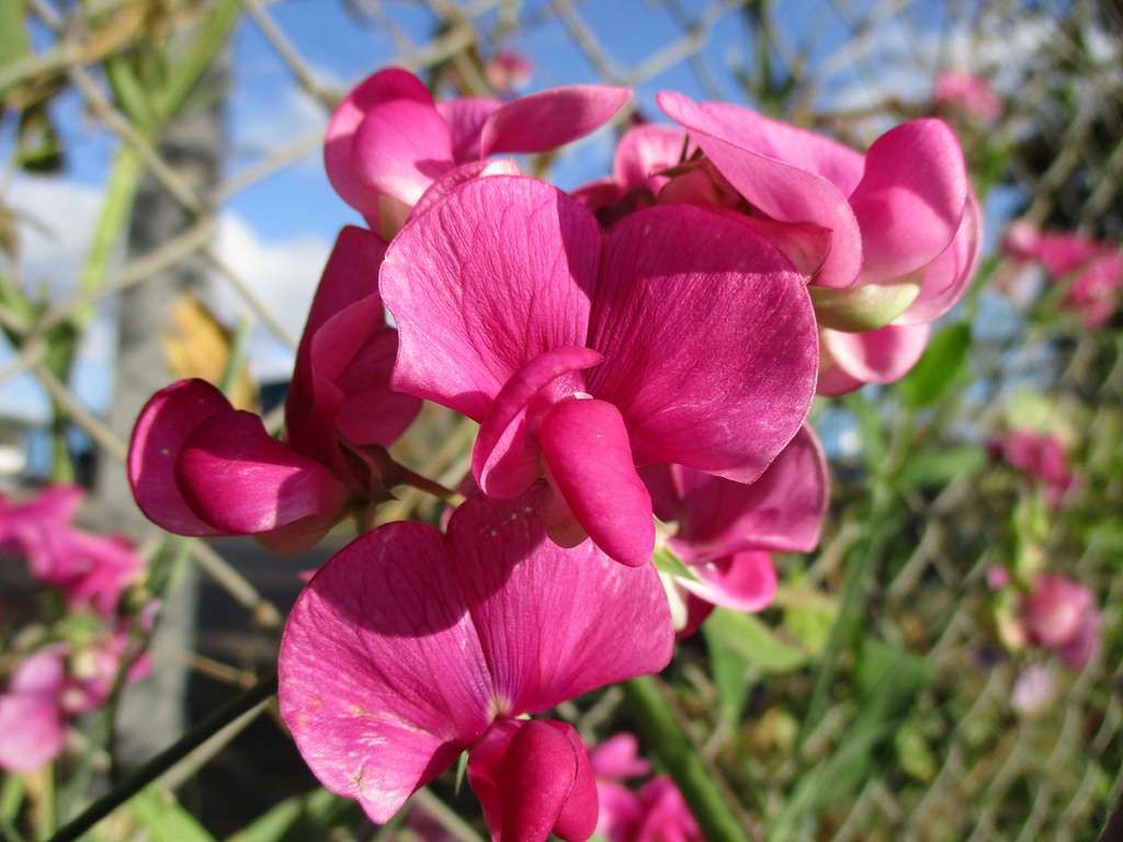 Lathyrus latifolius PERENNIAL SWEET PEA 'RED PEARL' – Ferri Seeds