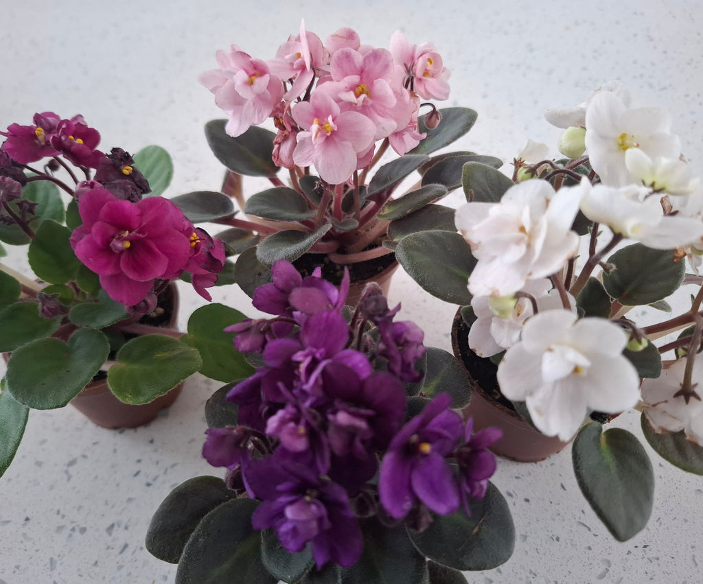 Saintpaulia FANCY AFRICAN VIOLET – Ferri Seeds