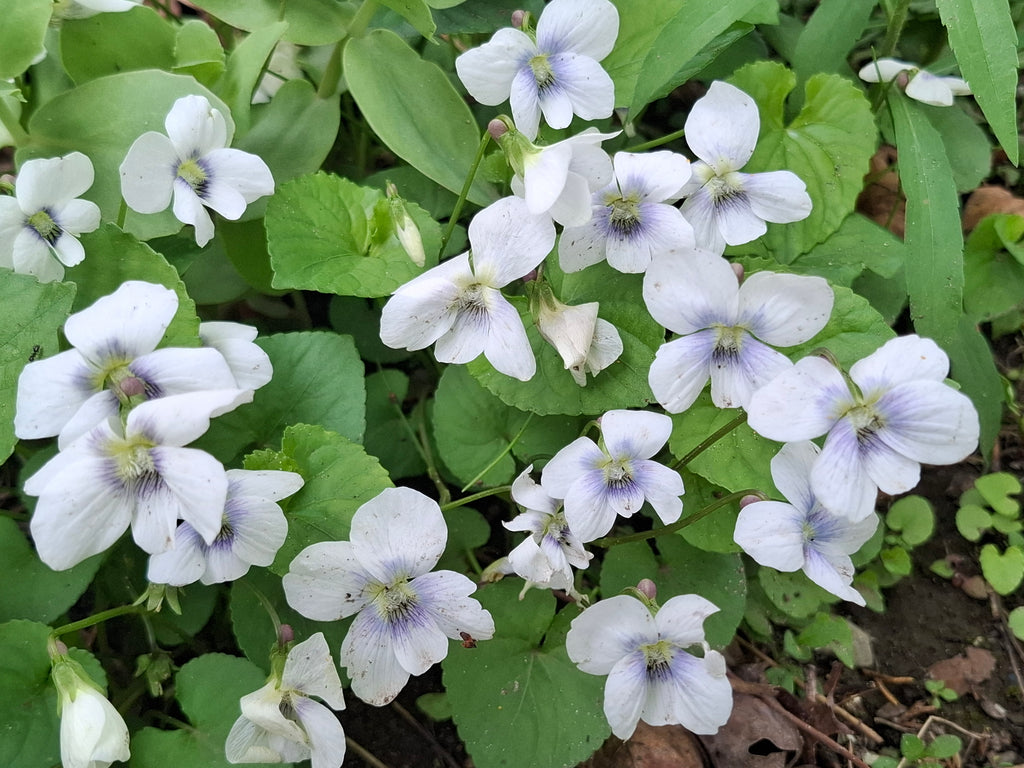 Viola sororia WHITE-FLOWERED VIOLA – Ferri Seeds