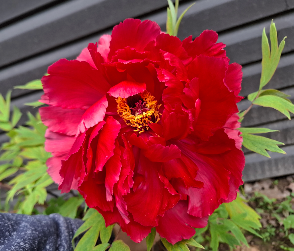 Paeonia MIX TREE PEONY – Ferri Seeds