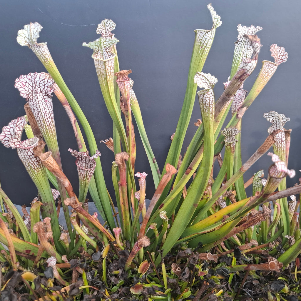 Sarracenia leucophylla x OP PITCHER PLANT – Ferri Seeds