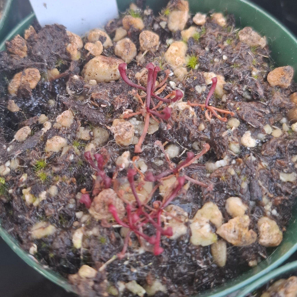 Sarracenia rubra ssp. jonesii SWEET PITCHER PLANT – Ferri Seeds