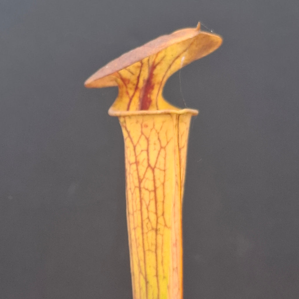 Sarracenia flava var. ornata YELLOW PITCHER PLANT – Ferri Seeds