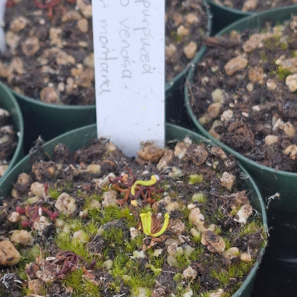 Sarracenia purpurea ssp. venosa var. montana NORTH AMERICAN PITCHER ...