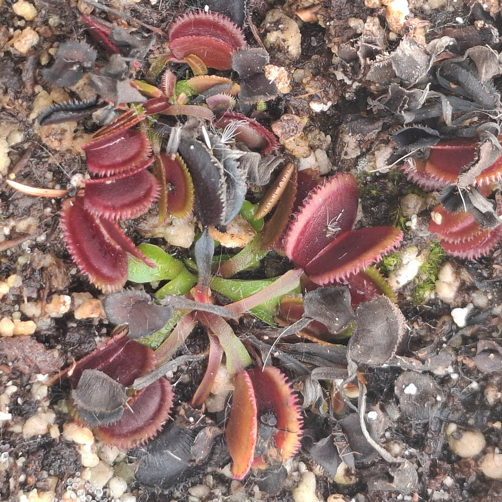 Dionaea muscipula VENUS FLYTRAP RED SAWTOOTH MIX – Ferri Seeds