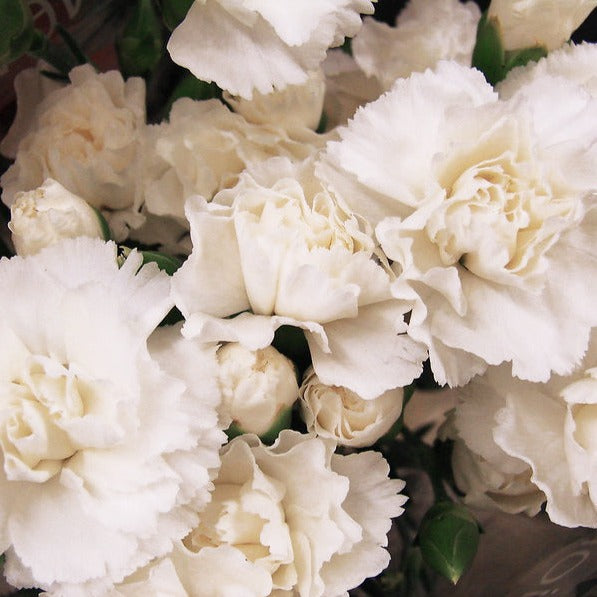 Dianthus caryophyllus WHITE CARNATION 'GRENADIN' – Ferri Seeds