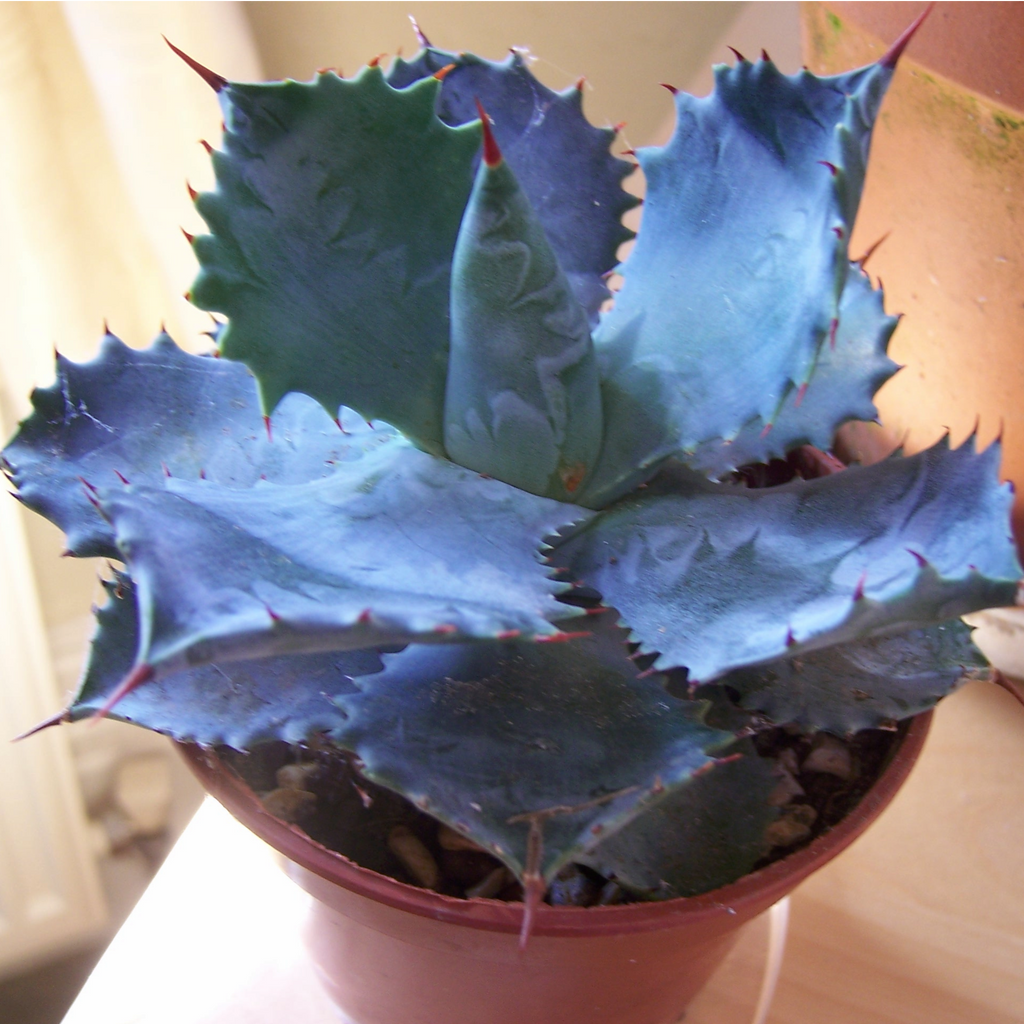 Agave potatorum PURPLE HAZE AGAVE – Ferri Seeds