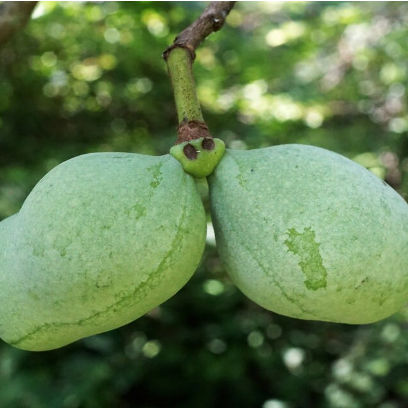 Asimina triloba AMERICAN PAPAW FRUIT Paw Paw Tree – Ferri Seeds